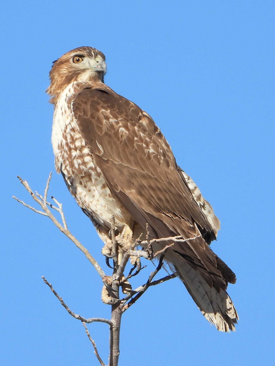 eBird Checklist - 14 Jan 2024 - West Pretzer Road, Eloy, Arizona, US ...