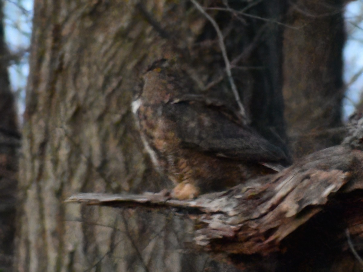 Pennsylvania Bird Atlas Checklist - 14 Jan 2024 - Pennypack Park--South (Holme to State) - 3 species