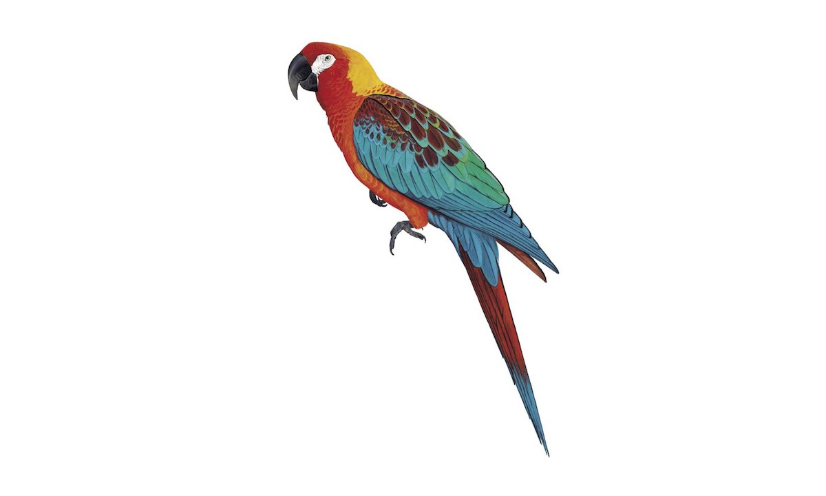 Cuban Macaw - Ara tricolor - Birds of the World