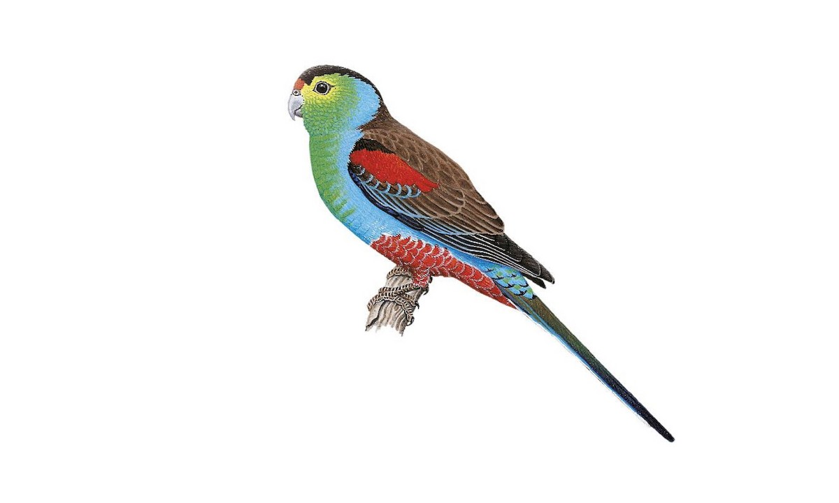 Paradise Parrot - Psephotellus pulcherrimus - Birds of the World