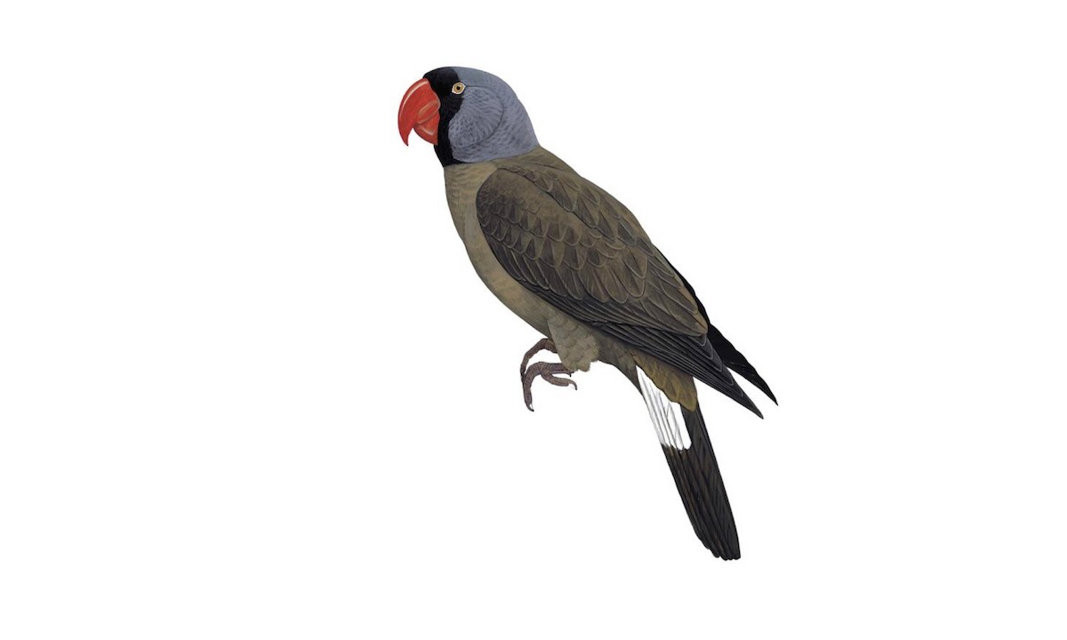 Mascarene Parrot - Mascarinus mascarinus - Birds of the World