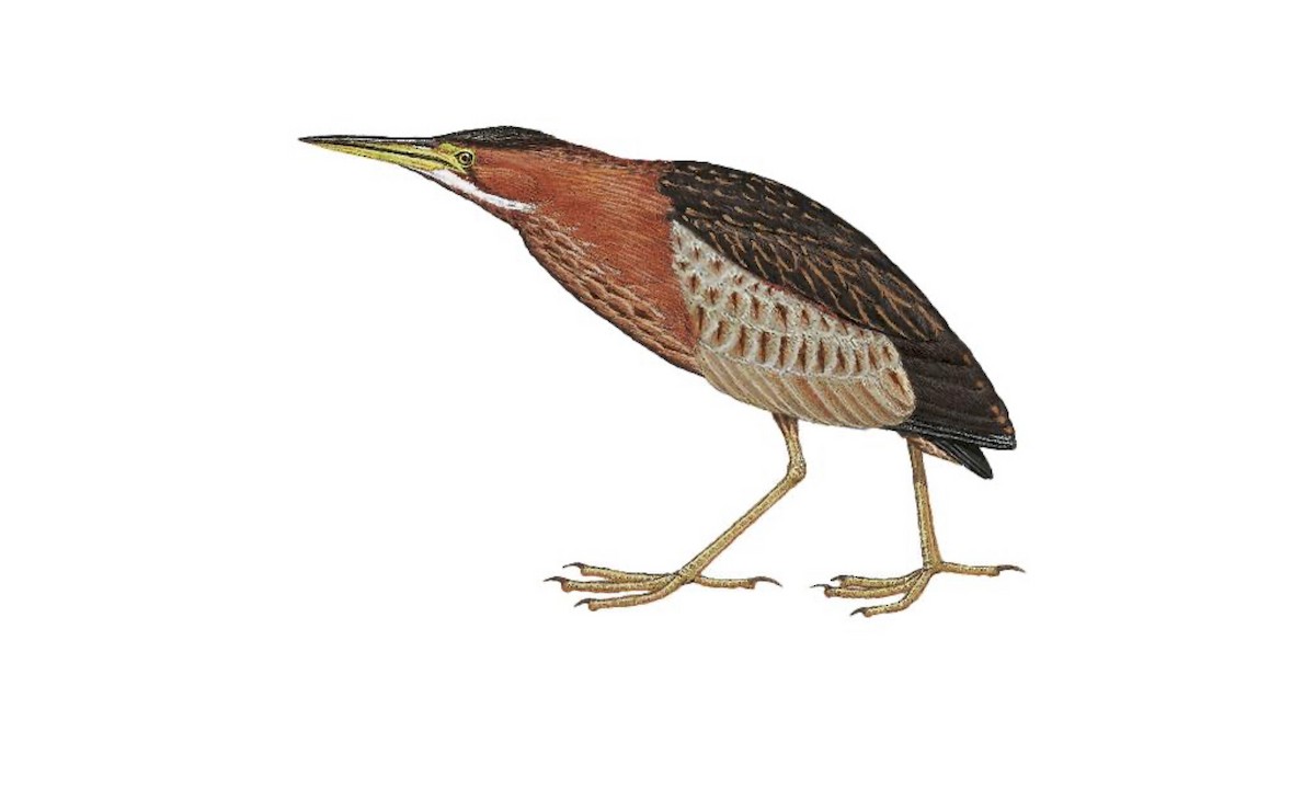 New Zealand Bittern - Botaurus novaezelandiae - Birds of the World
