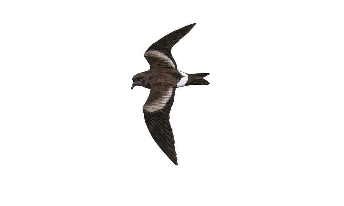 Guadalupe Storm-Petrel - Hydrobates macrodactylus - Birds of the World