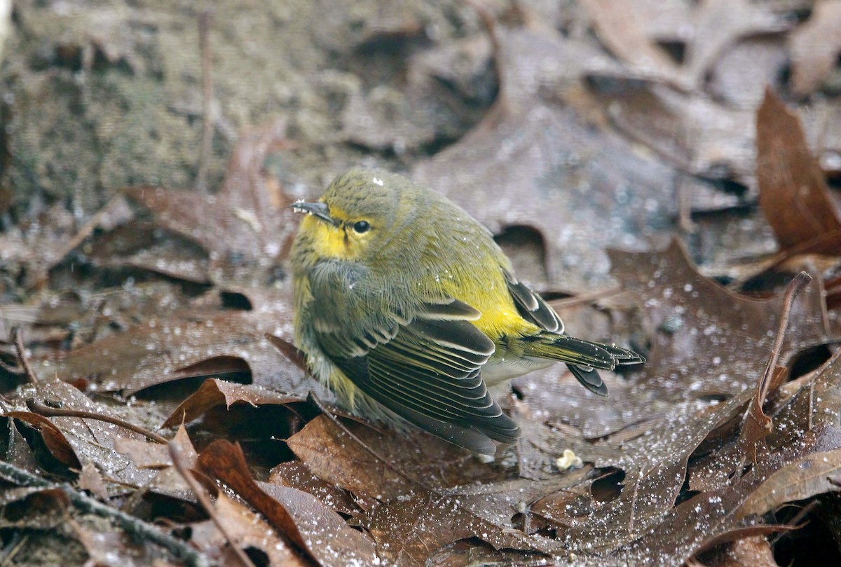 eBird Checklist - 14 Jan 2024 - Macauley farm - 13 species (+1 other taxa)