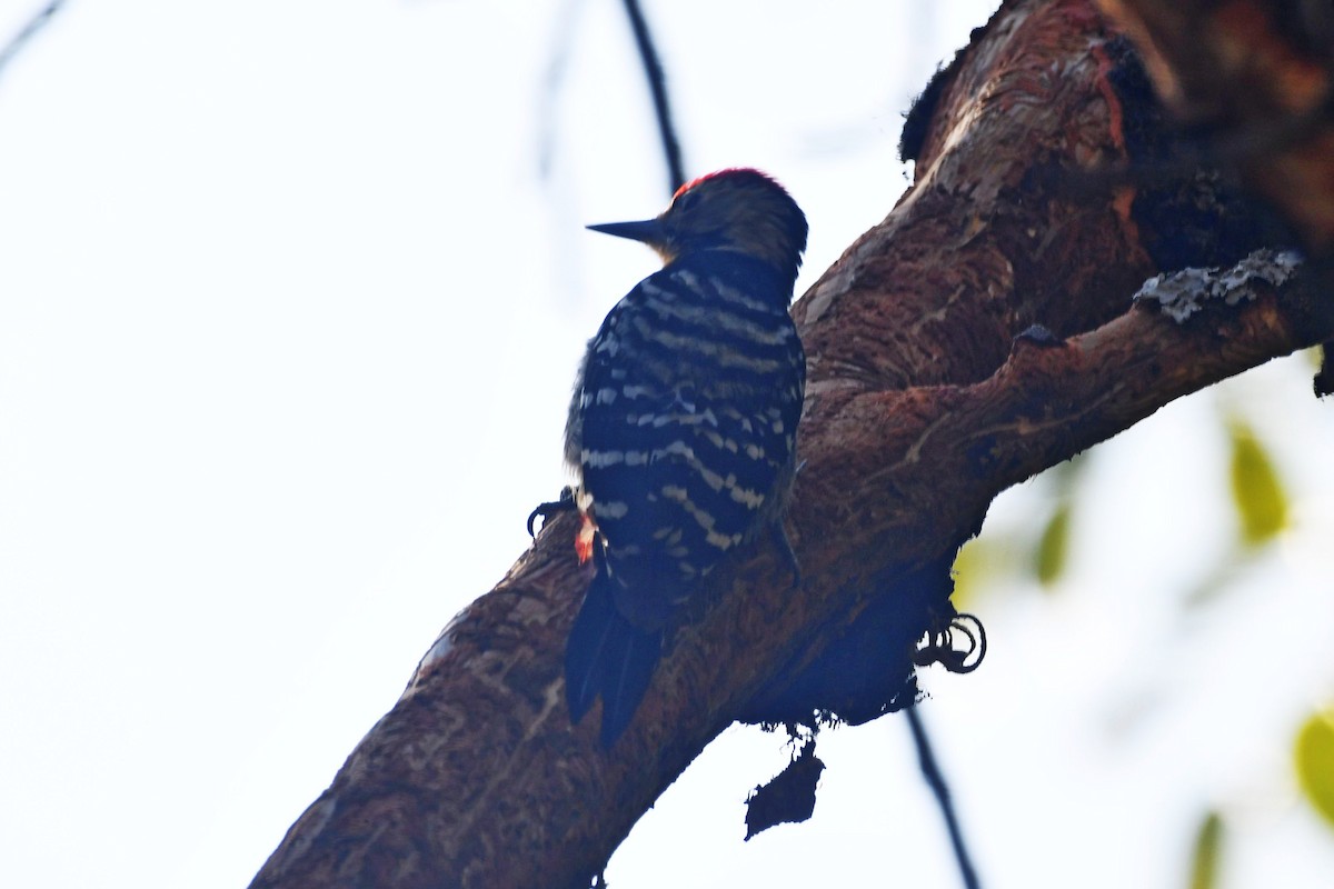 eBird India Checklist - 10 Jan 2024 - Sattal Studio - 18 species