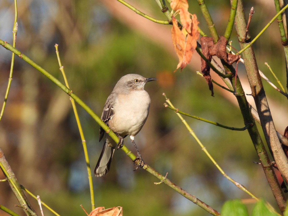 eBird Checklist - 30 Oct 2023 - Lyle Creek Greenway - 19 species