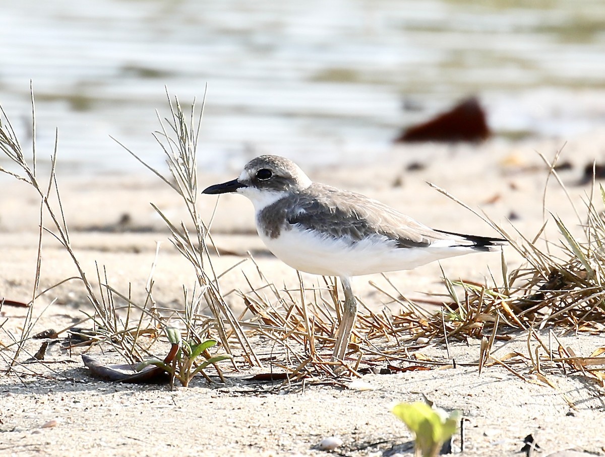 eBird Checklist - 15 Jan 2024 - Mu Ko Chang NP--Chang Island (Ko Chang ...