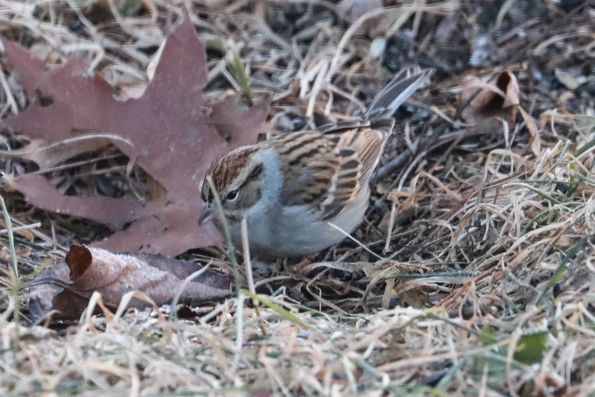 Pennsylvania Bird Atlas Checklist - 15 Jan 2024 - 399 Upper Georges Valley Rd, Spring Mills US ...
