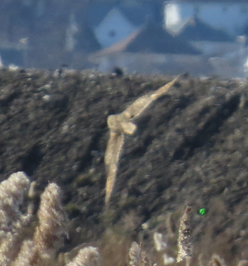 eBird Checklist - 14 Jan 2024 - Bear Creek Sanctuary (restricted access ...