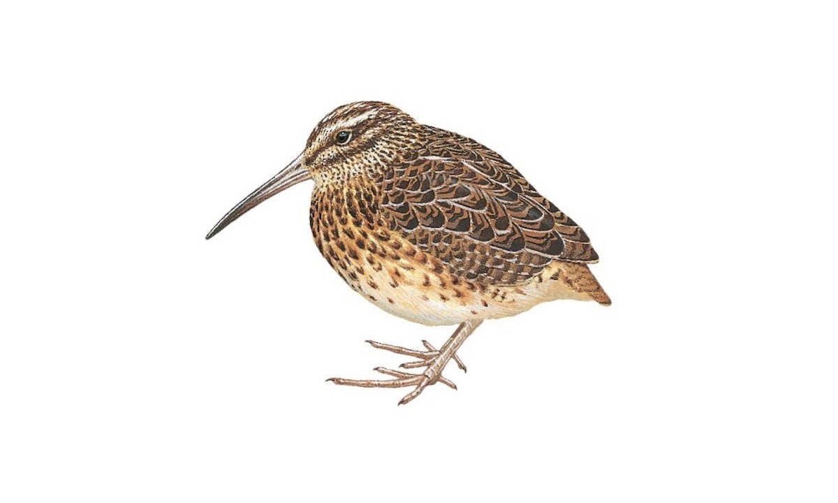 North Island Snipe - Coenocorypha barrierensis - Birds of the World