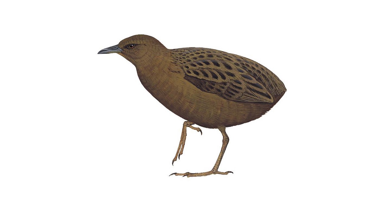 Hawaiian Rail - Zapornia sandwichensis - Birds of the World