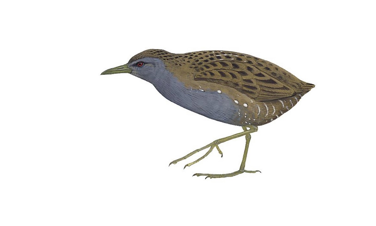Laysan Rail - Zapornia palmeri - Birds of the World