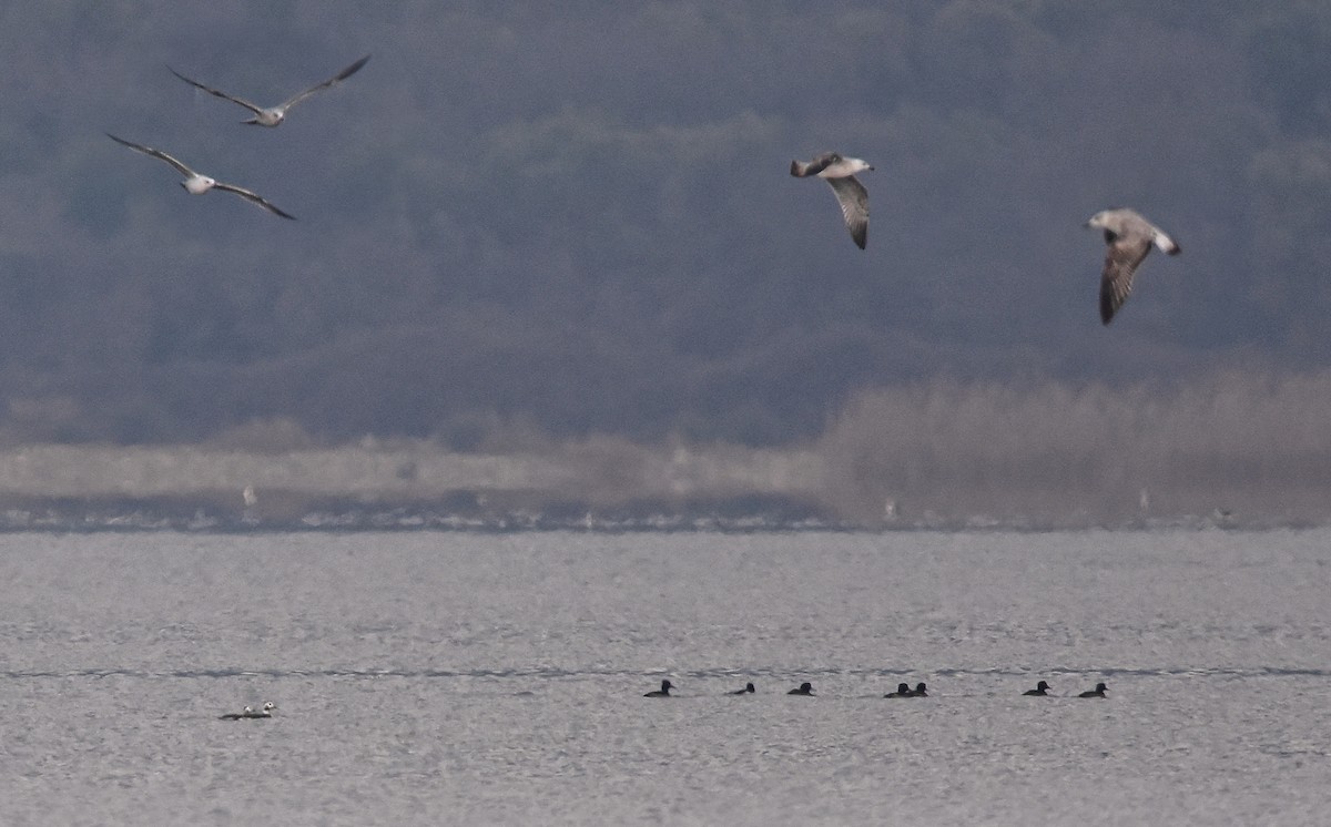 eBird Checklist - 15 Jan 2024 - Lake Volvi and Koroneia National Park ...