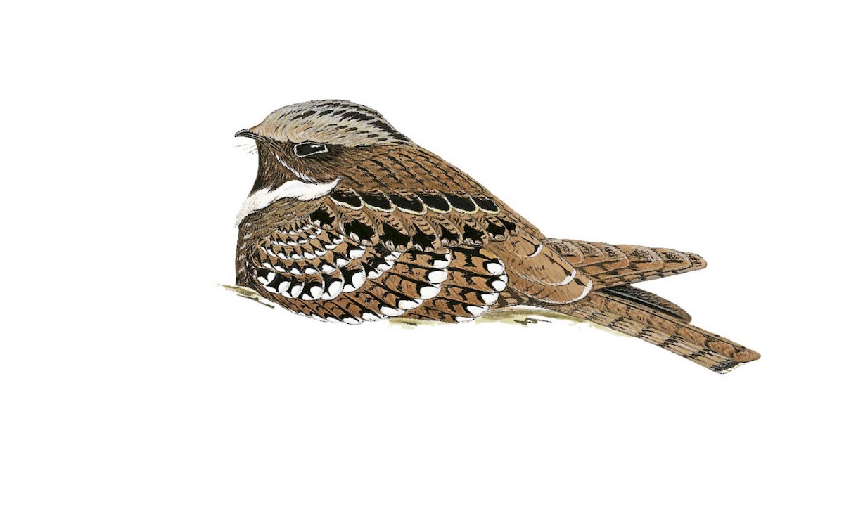 Jamaican Pauraque - Siphonorhis americana - Birds of the World