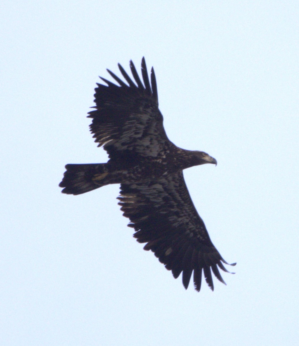 eBird Checklist - 14 Jan 2024 - Lisle Park & Keibel Rd. - 25 species ...