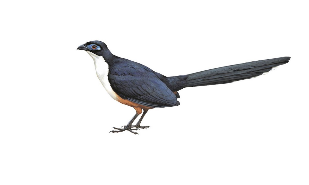 Snail-eating Coua - Coua delalandei - Birds of the World