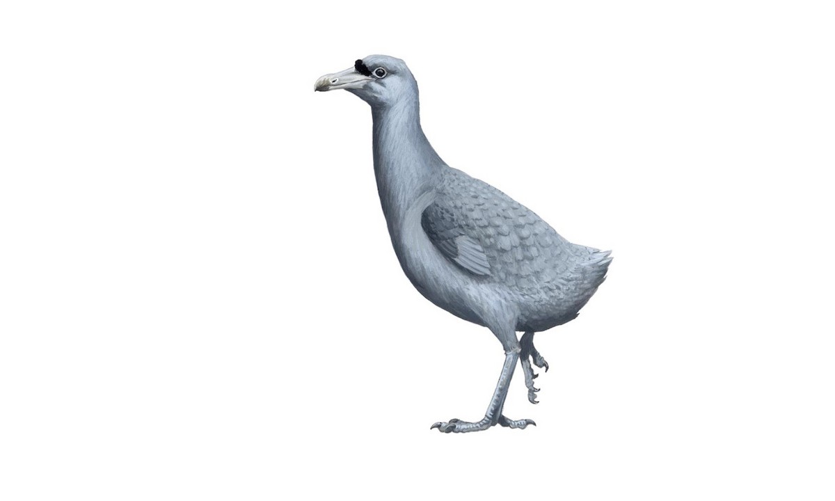 Rodrigues Solitaire - Pezophaps solitaria - Birds of the World