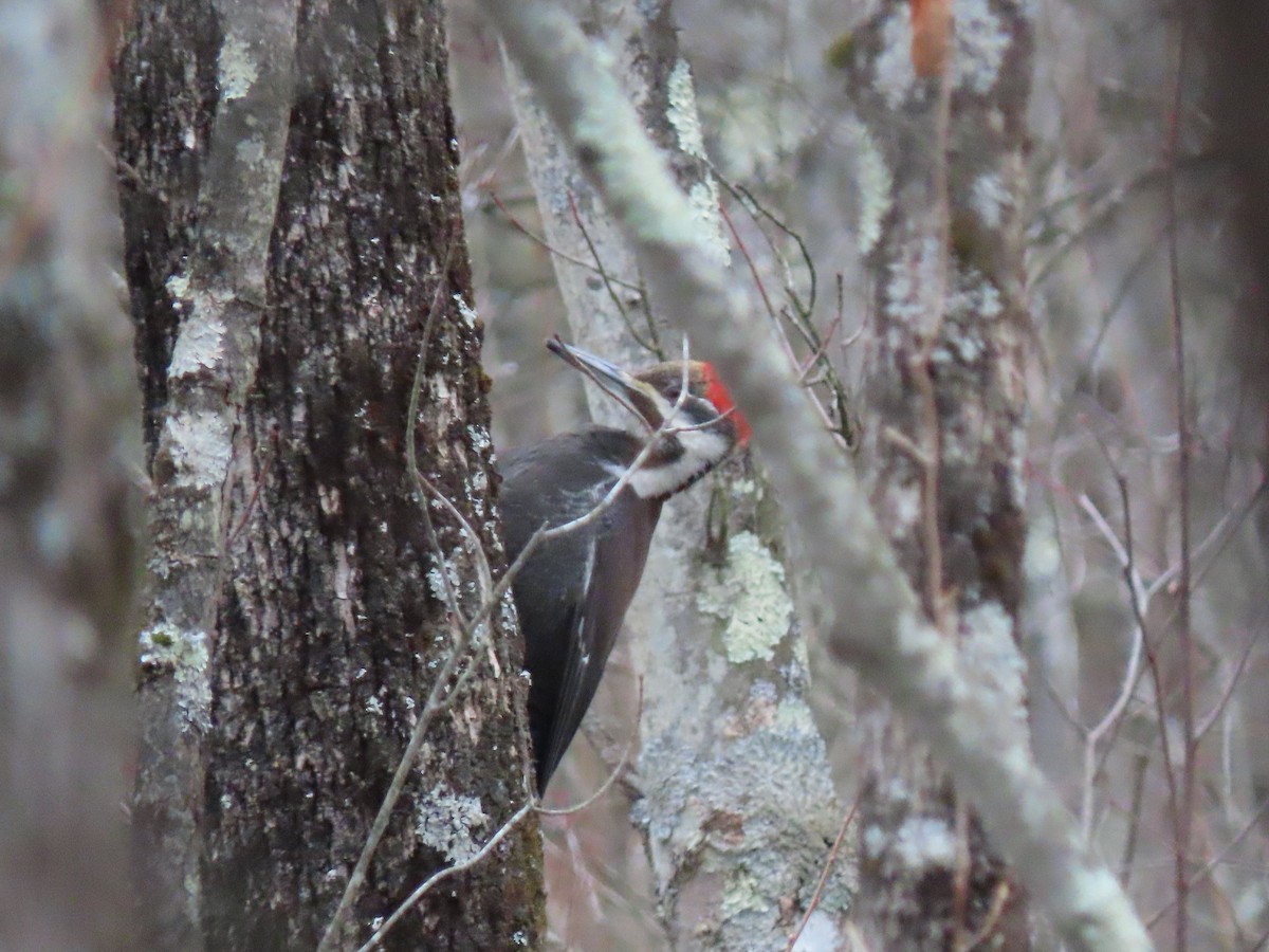 eBird Checklist - 15 Jan 2024 - 103 Sunset Inn Rd, Lafayette US-NJ 41. ...
