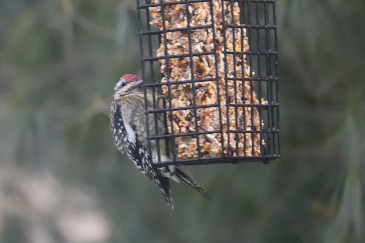 Pennsylvania Bird Atlas Checklist - 15 Jan 2024 - 399 Upper Georges Valley Rd, Spring Mills US ...
