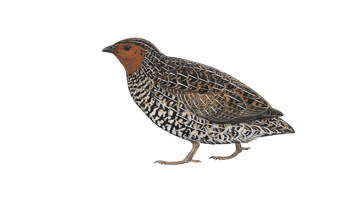 Quail Koreke , New Zealand Quail | Birds | Animals | Pixoto