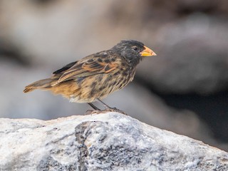 Vampire Ground-Finch - Geospiza septentrionalis - Birds of the World