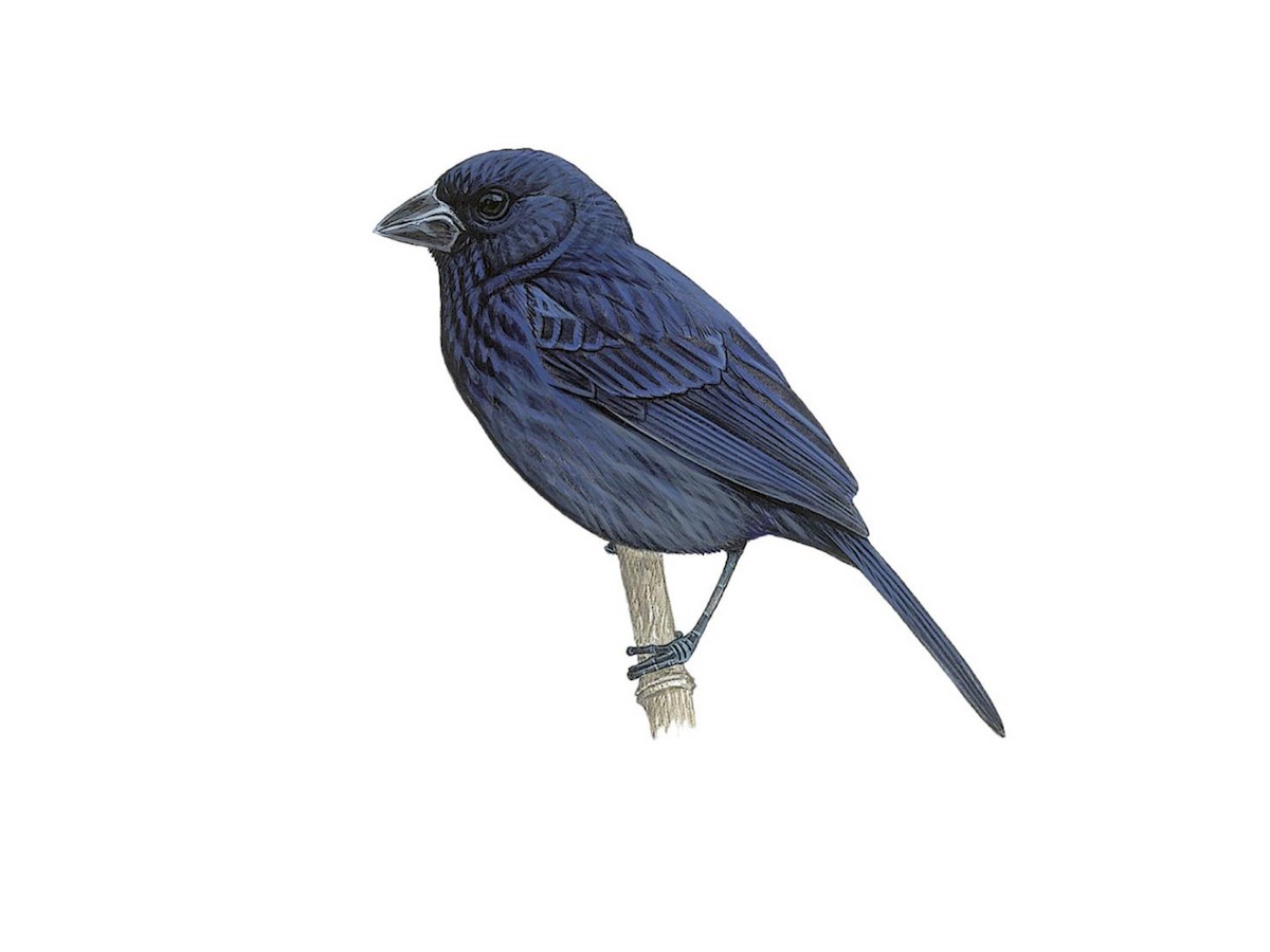 Carrizal Seedeater - Amaurospiza carrizalensis - Birds of the World
