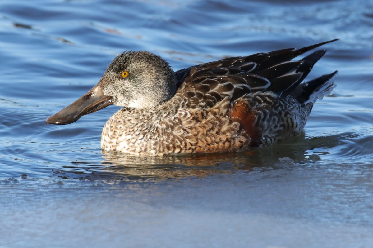 eBird Checklist - 15 Jan 2024 - Lakeside Park--Frazier Point Lookout ...