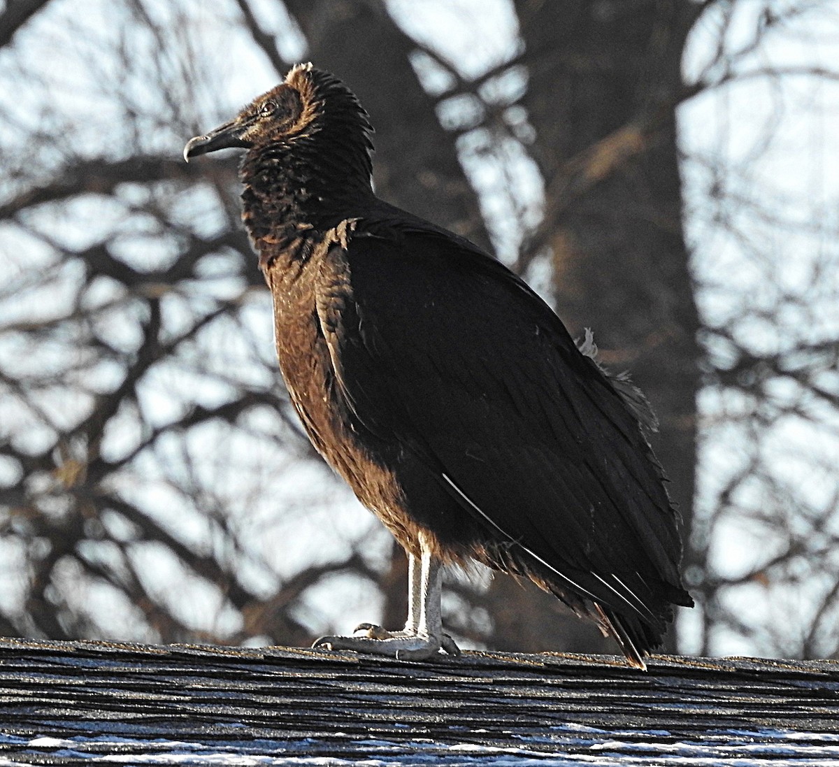 eBird Checklist - 15 Jan 2024 - 2024 Exeter Vulture Roost - 3 species