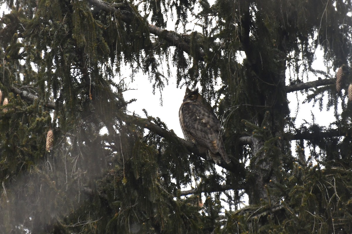 Pennsylvania Bird Atlas Checklist - 15 Jan 2024 - Lederer Park - 12 species