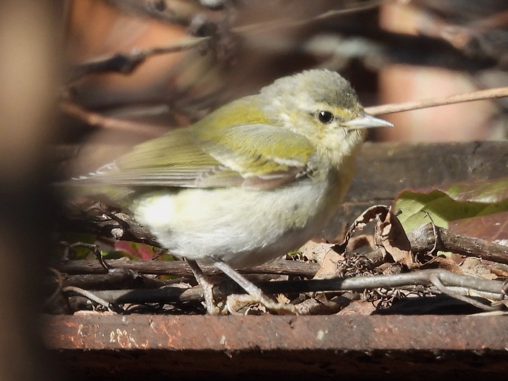 eBird Checklist - 15 Jan 2024 - Newburgh Waterfront Trail - 14 species