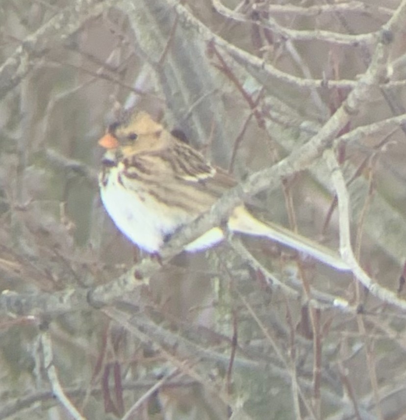 Pennsylvania Bird Atlas Checklist - 15 Jan 2024 - stakeout Harris's Sparrow, Warrens Mill Rd ...