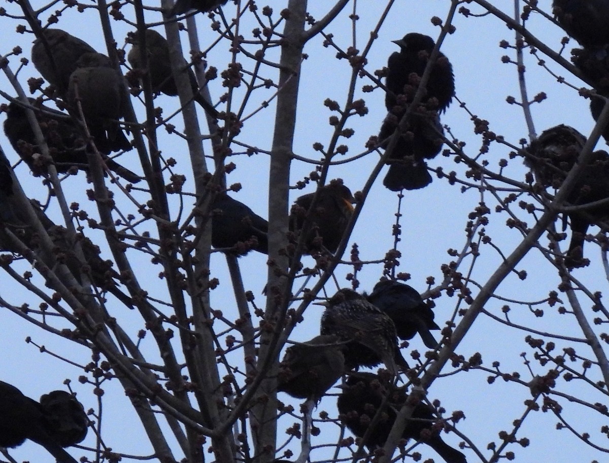 eBird Checklist - 15 Jan 2024 - PPG Lime Lakes - 1 species