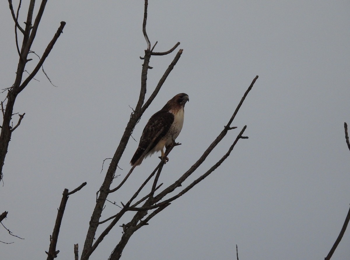 eBird Checklist - 15 Jan 2024 - PPG Lime Lakes - 2 species