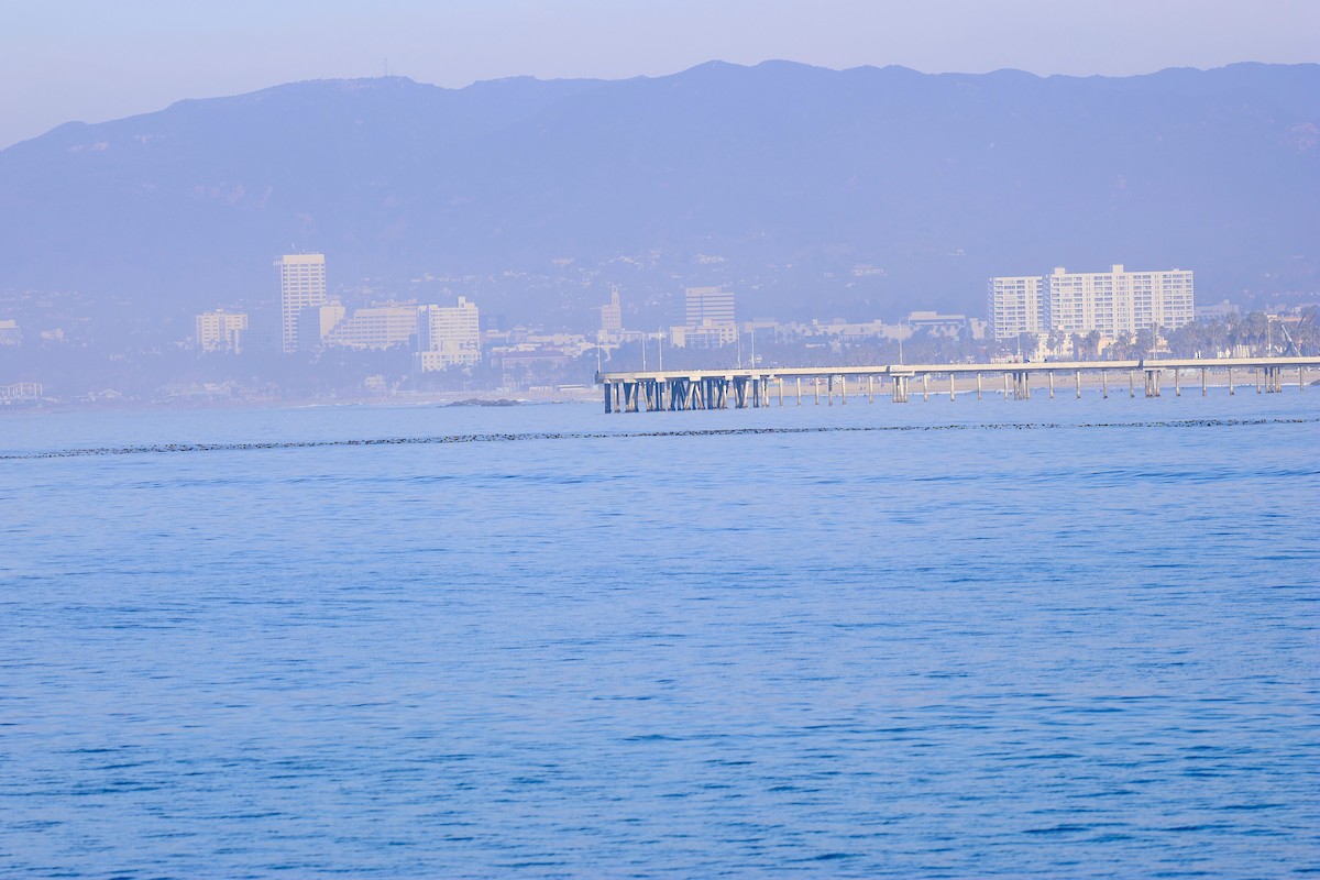 eBird Checklist - 15 Jan 2024 - Marina del Rey north jetty , Los ...