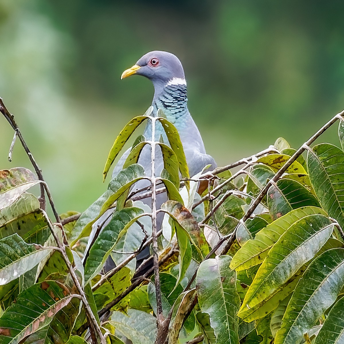 eBird Checklist - 2 Jan 2024 - Ecoruta (Nono-Tandayapa Road above 2500 m) - 26 species