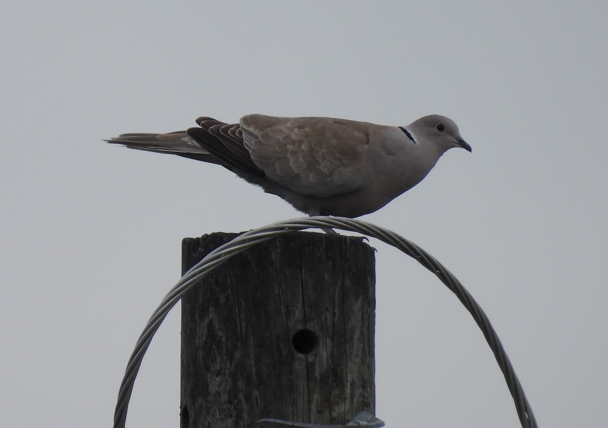 eBird Checklist - 15 Jan 2024 - Cedar Key--east of Bridge 3 - 16 species