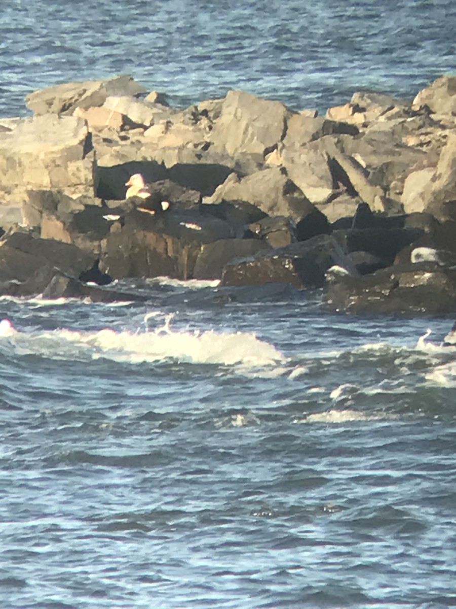 eBird Checklist - 15 Jan 2024 - Biddeford Pool--East Point Sanctuary ...