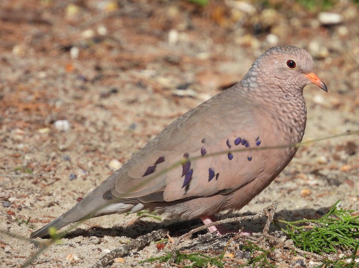 eBird Checklist - 13 Jan 2024 - 6652 South Canna Lily Ave. - 17 species