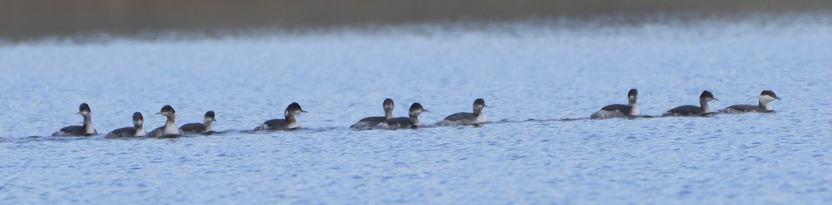 eBird Checklist - 15 Jan 2024 - Don Pedro Reservoir--south arm - 10 species