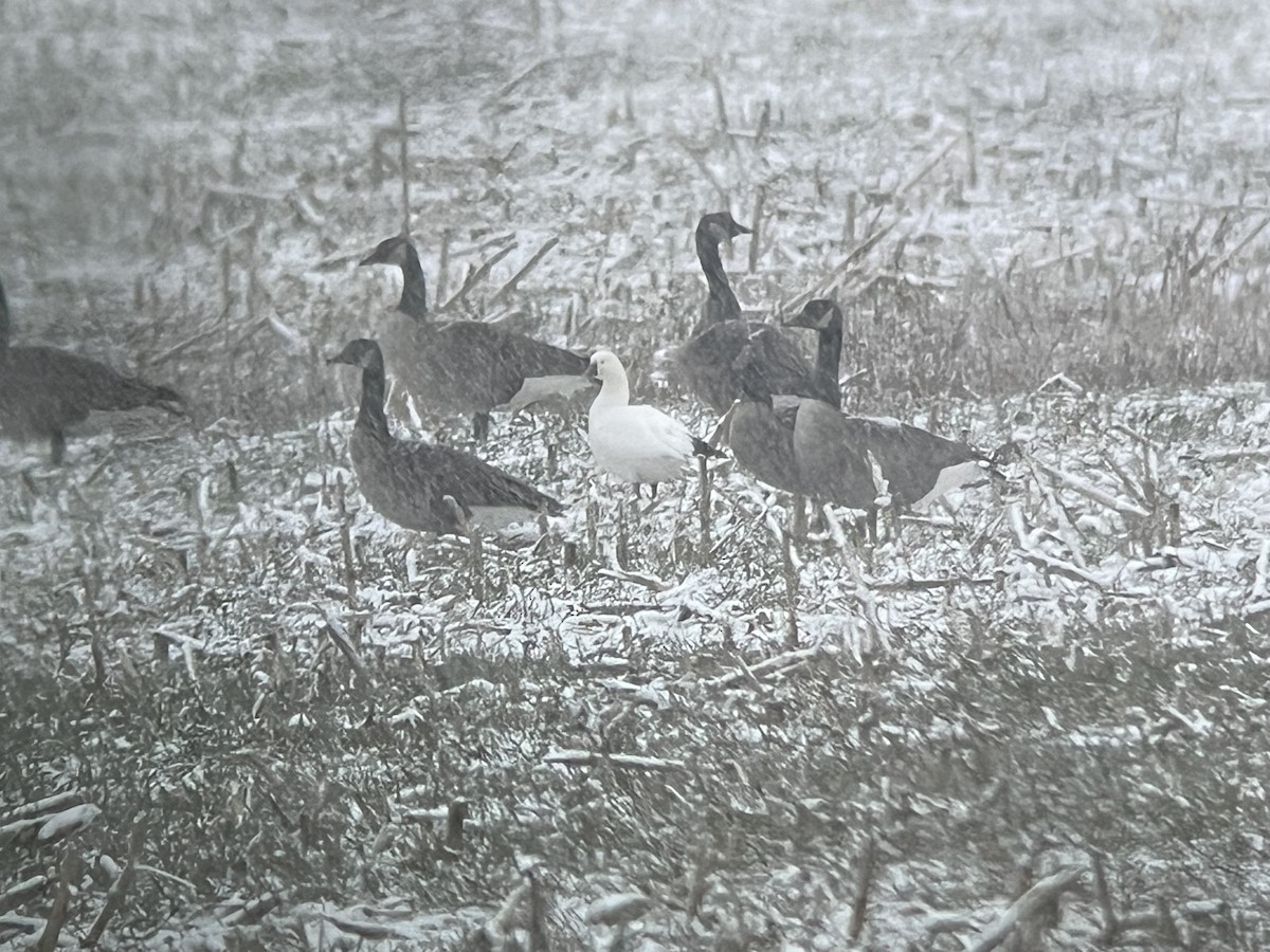 eBird Checklist - 15 Jan 2024 - Blue Ridge Turnpike roadside - 2 species