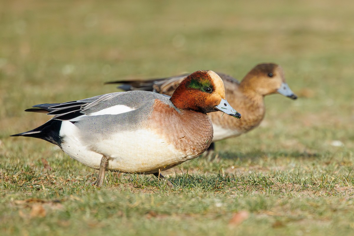 Eurasian/American Wigeon - eBird
