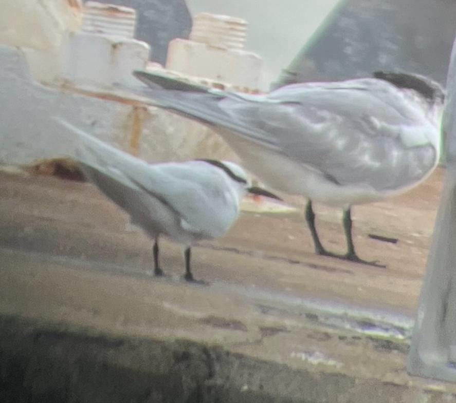 eBird Checklist - 16 Jan 2024 - Stokes Hill Wharf - 9 species