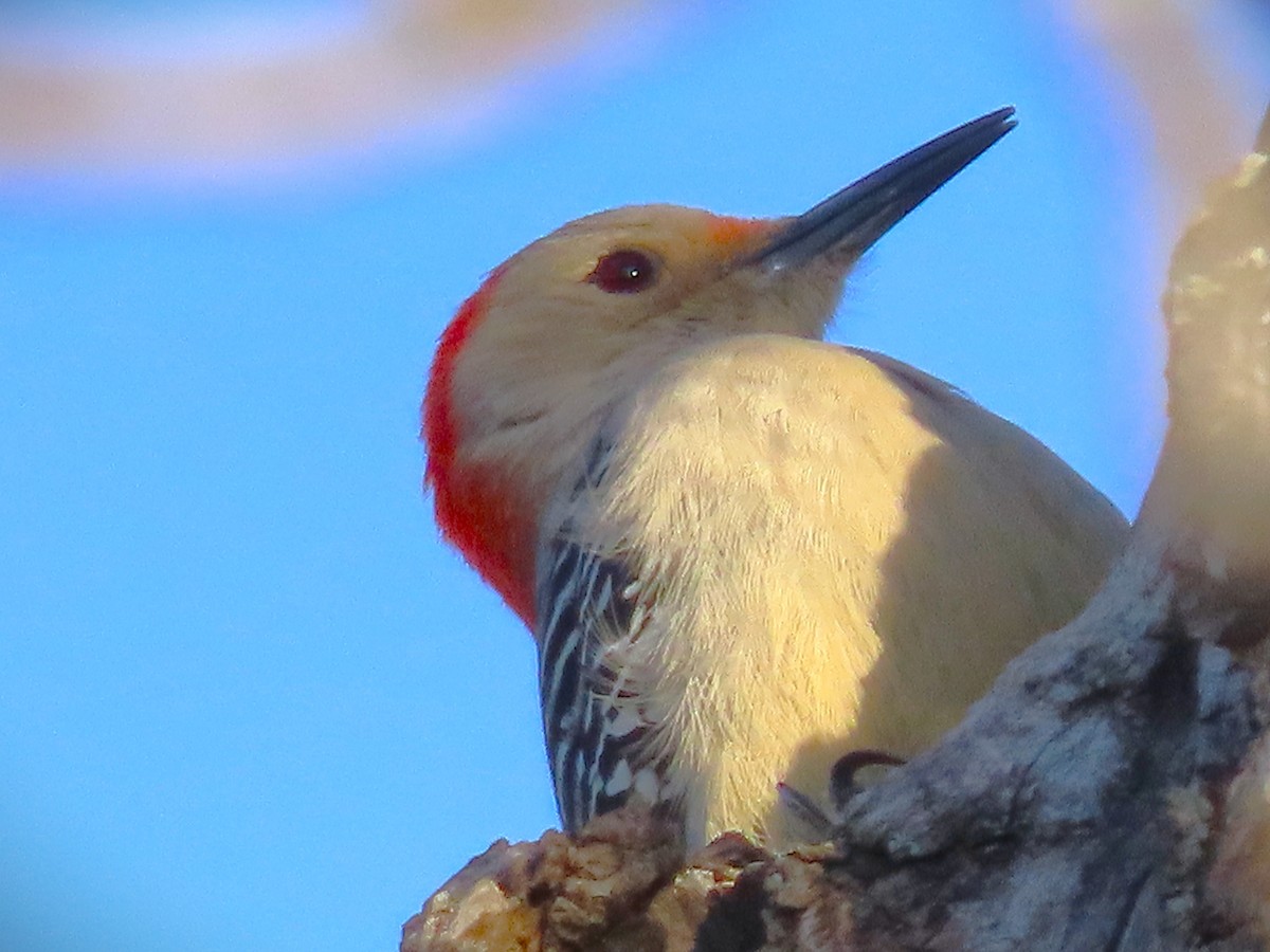 North Carolina Bird Atlas Checklist - 14 Jan 2024 - Sand Central Station - 16 species