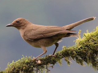 Mountain Thrush - eBird