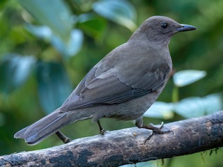 Mountain Thrush - eBird