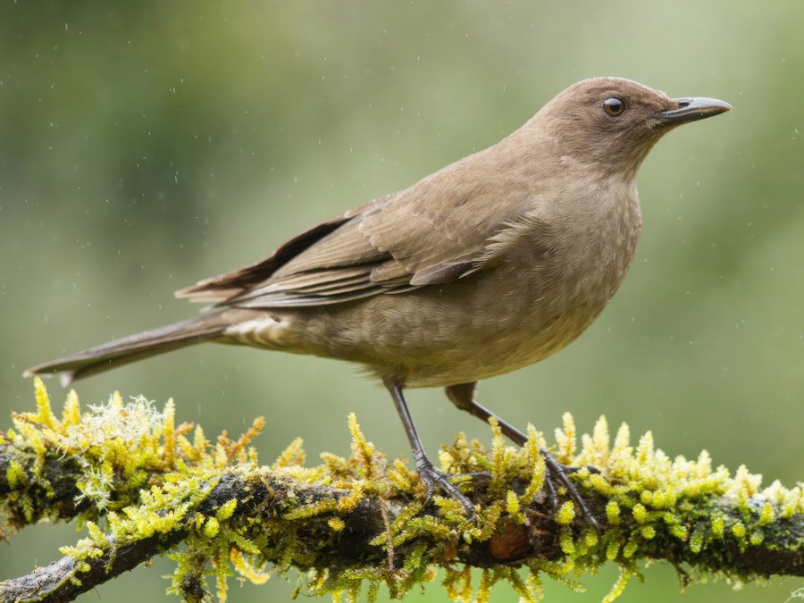 Mountain Thrush - eBird