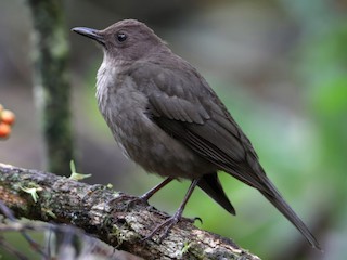 Mountain Thrush - eBird