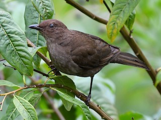 Mountain Thrush - eBird