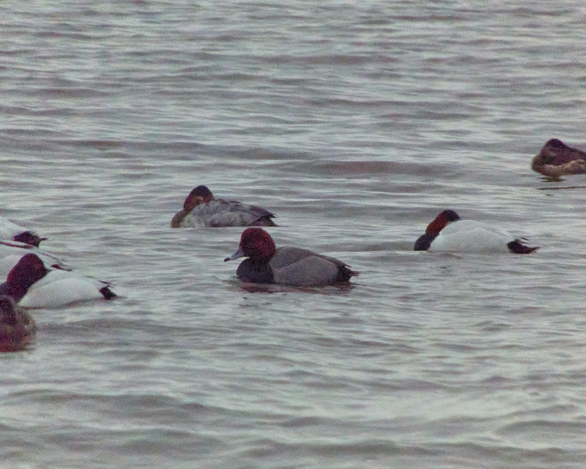 Pennsylvania Bird Atlas Checklist - 16 Jan 2024 - Philadelphia Naval Yard (restricted access ...