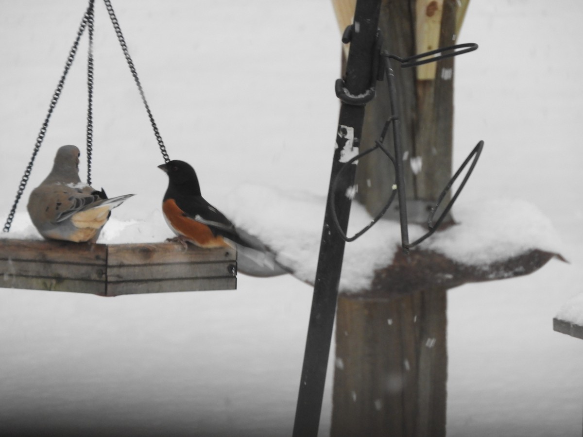 Pennsylvania Bird Atlas Checklist - 16 Jan 2024 - MapleGlen Farm - 25 species